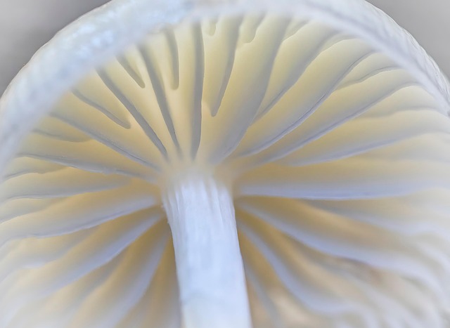 Porcelain Fungus Mushroom - Free photo on Pixabay