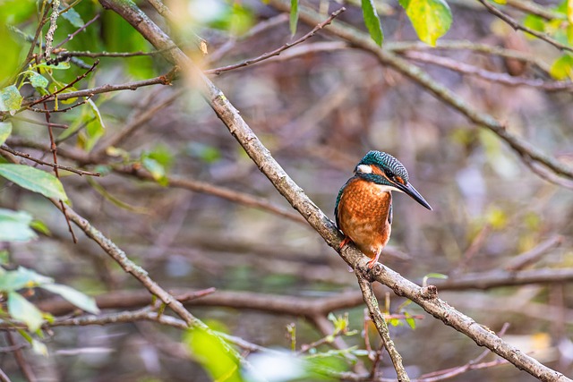 Nature Outdoors Animal - Free photo on Pixabay