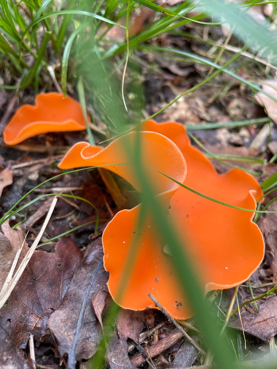 Mushroom Cup Fungus Free Photo On Pixabay Pixabay