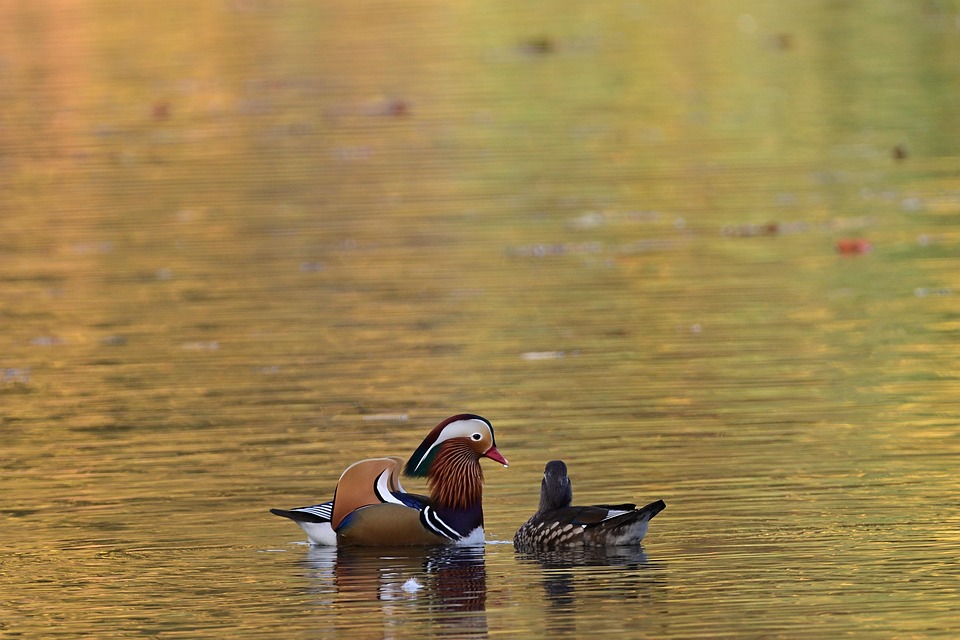 Mandarin Ducks Waterfowl Balz - Free photo on Pixabay