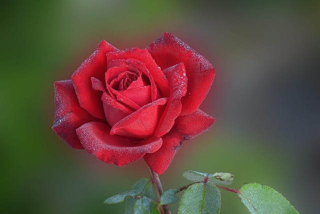 80,000+ Free Morning Rose & Rose Images - Pixabay