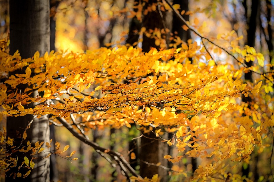 Beech Wood Branches Leaves - Free photo on Pixabay