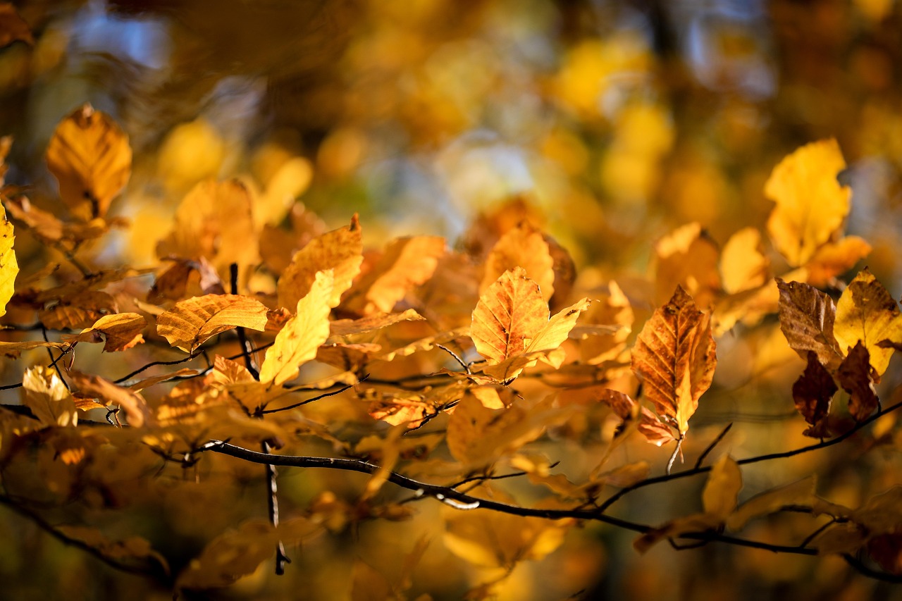 Bükkfa Lombozat Levelek - Ingyenes fotó a Pixabay-en - Pixabay
