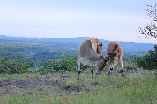 Indian Cow Playing And - Free photo on Pixabay - Pixabay