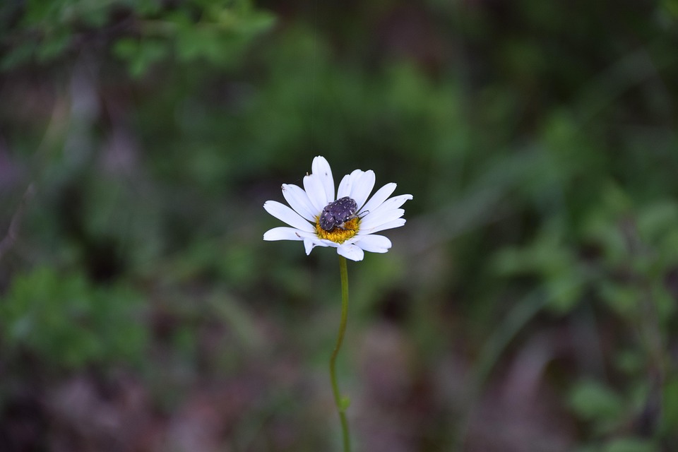 Fiore Bloemen Fiori - Gratis foto op Pixabay