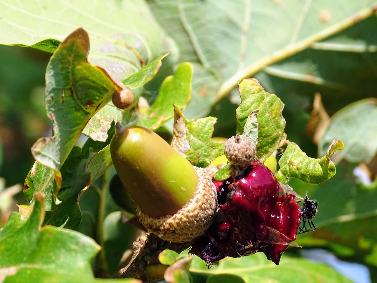 Ghianda Galla - Kostenloses Foto auf Pixabay - Pixabay