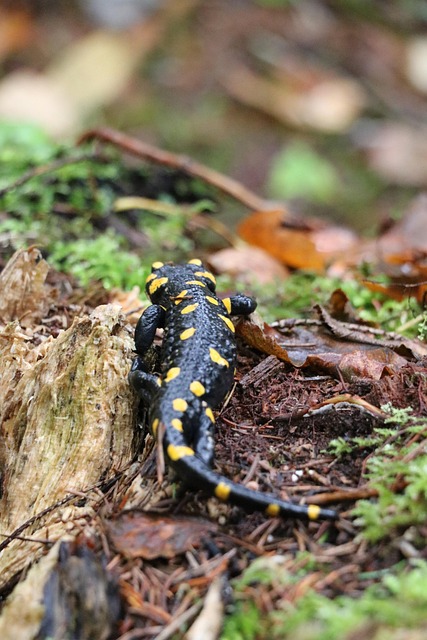 Salamander Amphibian Animal - Free photo on Pixabay - Pixabay