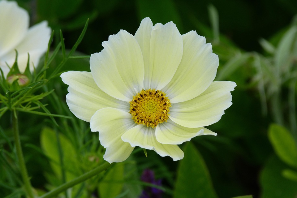 Nature Fleur Bloom - Photo gratuite sur Pixabay - Pixabay