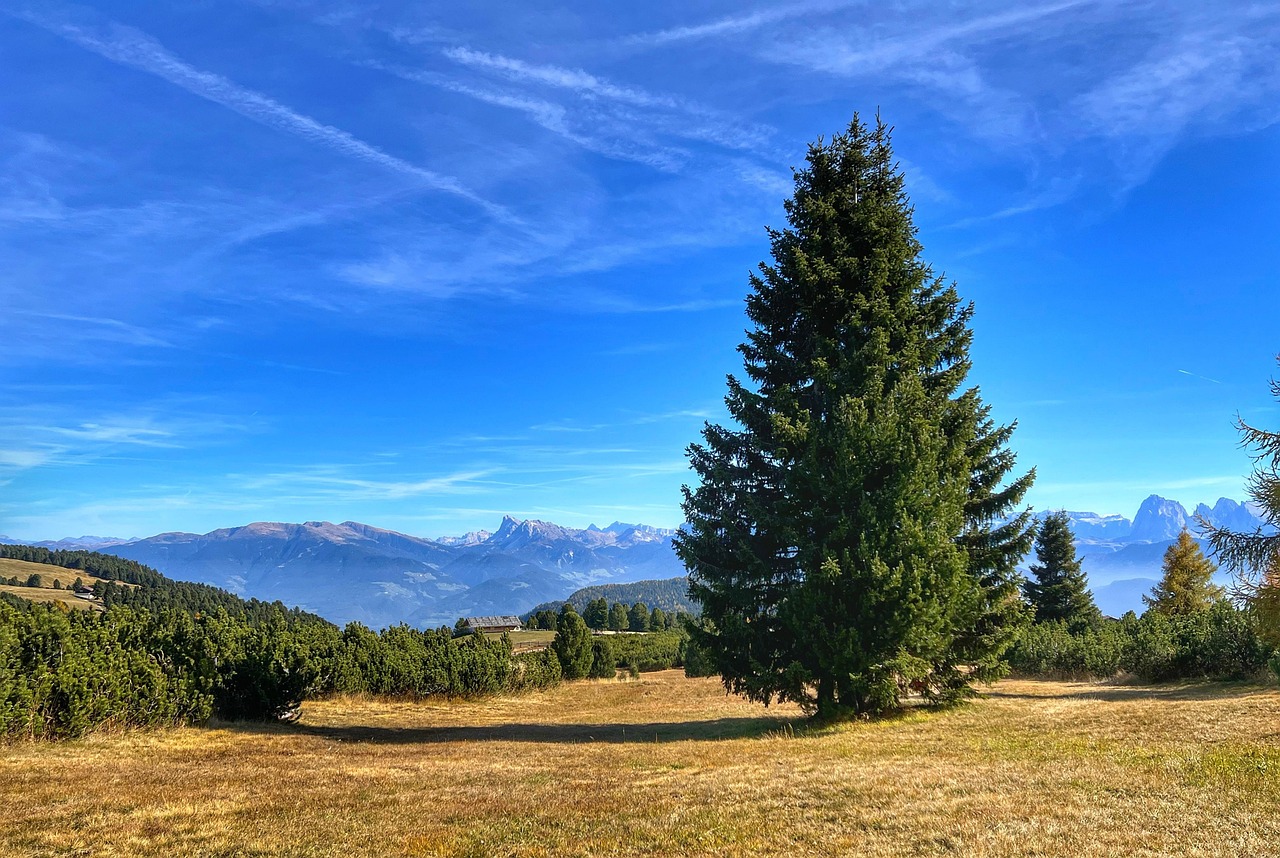 Dolomites South-Tirol Tree - Free photo on Pixabay - Pixabay
