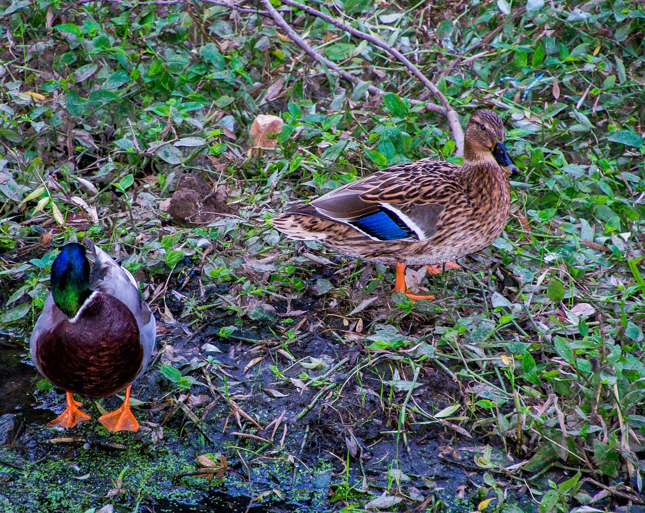 Patos Pato Selvagem Animal Aves De - Foto gratuita no Pixabay - Pixabay