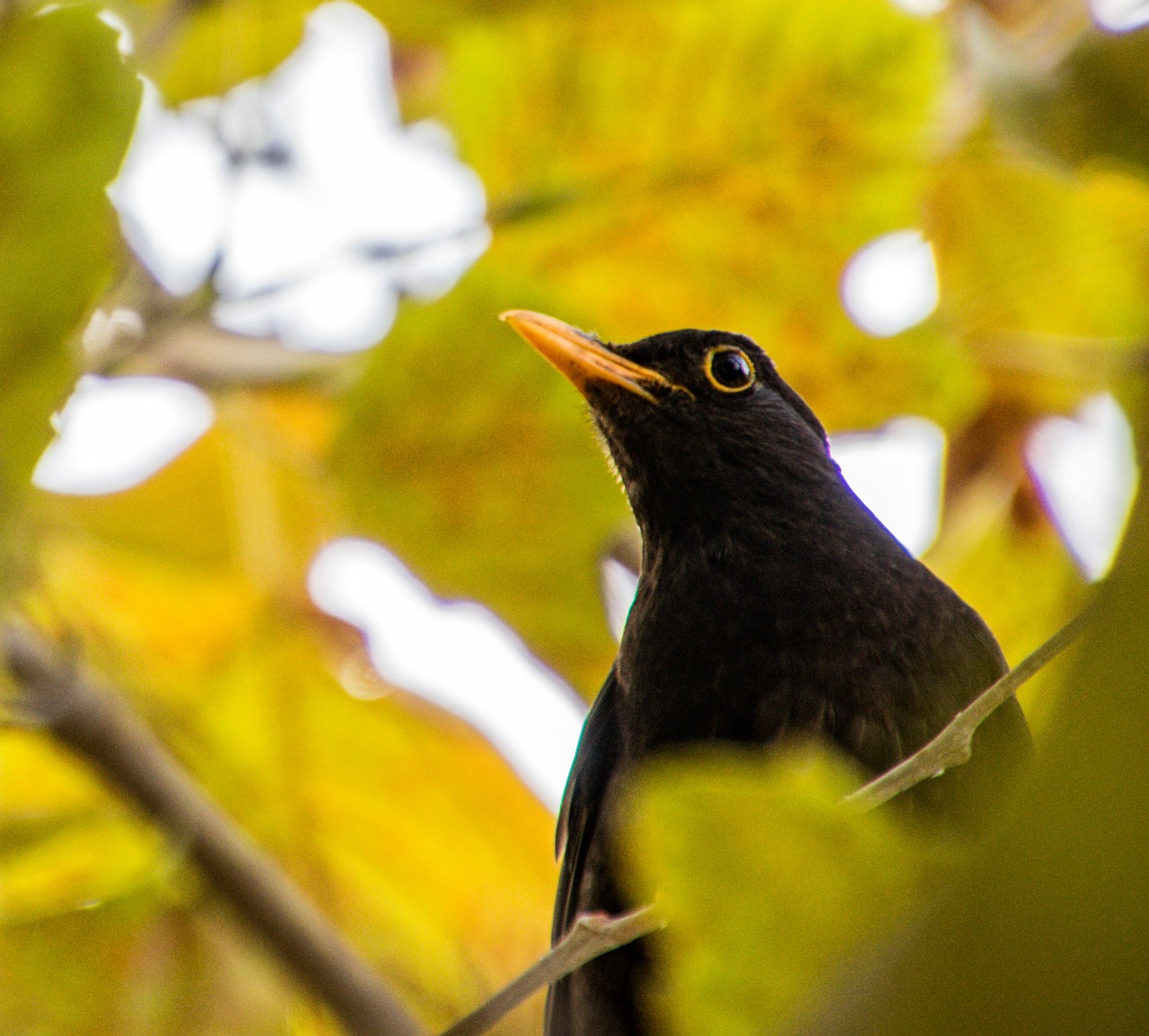 Blackbird Bird Animal - Free photo on Pixabay - Pixabay