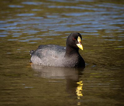 1+ Free Coot Girl & Coot Images - Pixabay