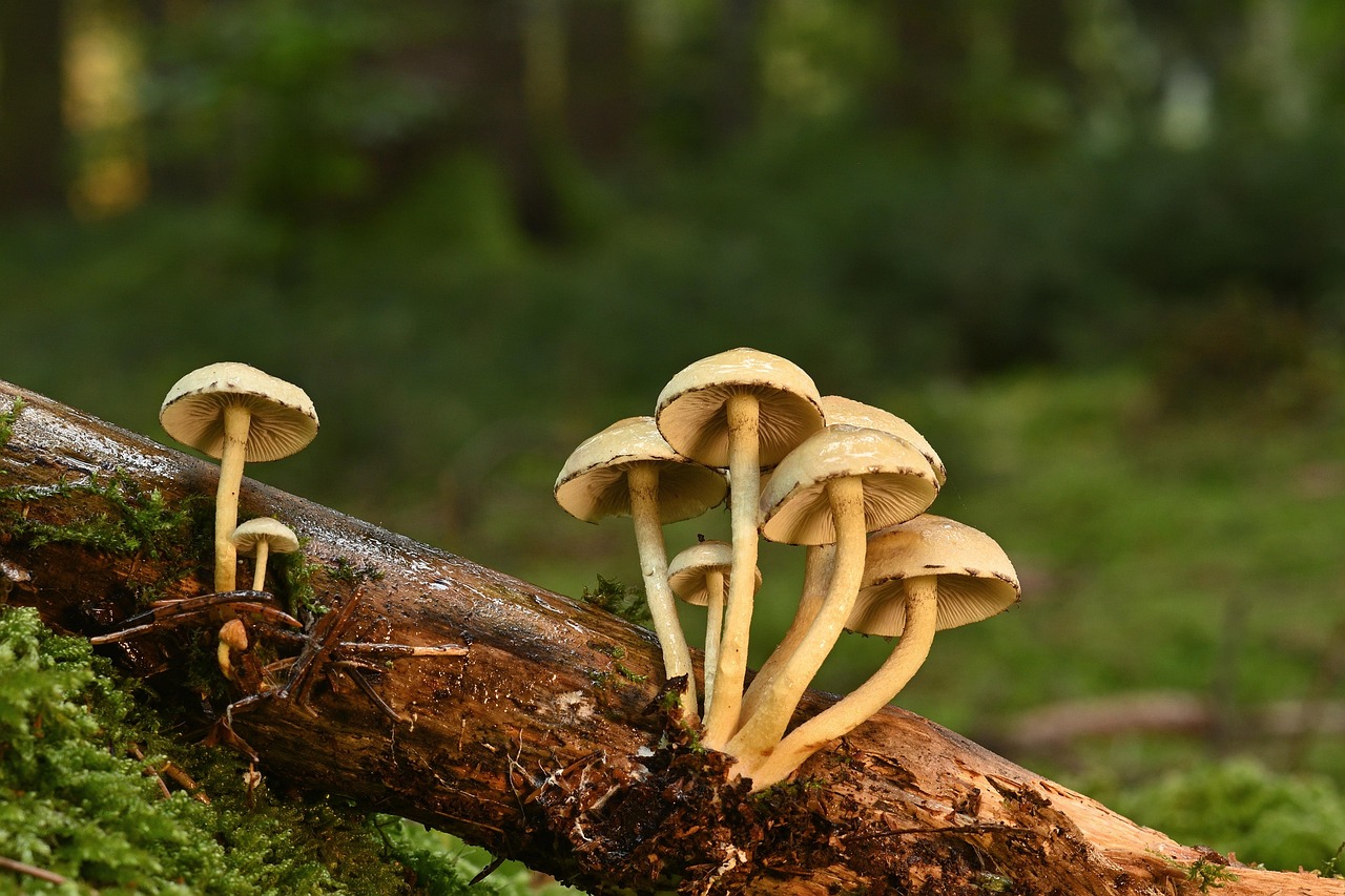 Mushrooms Mycology Fungus Lamellar - Free photo on Pixabay - Pixabay
