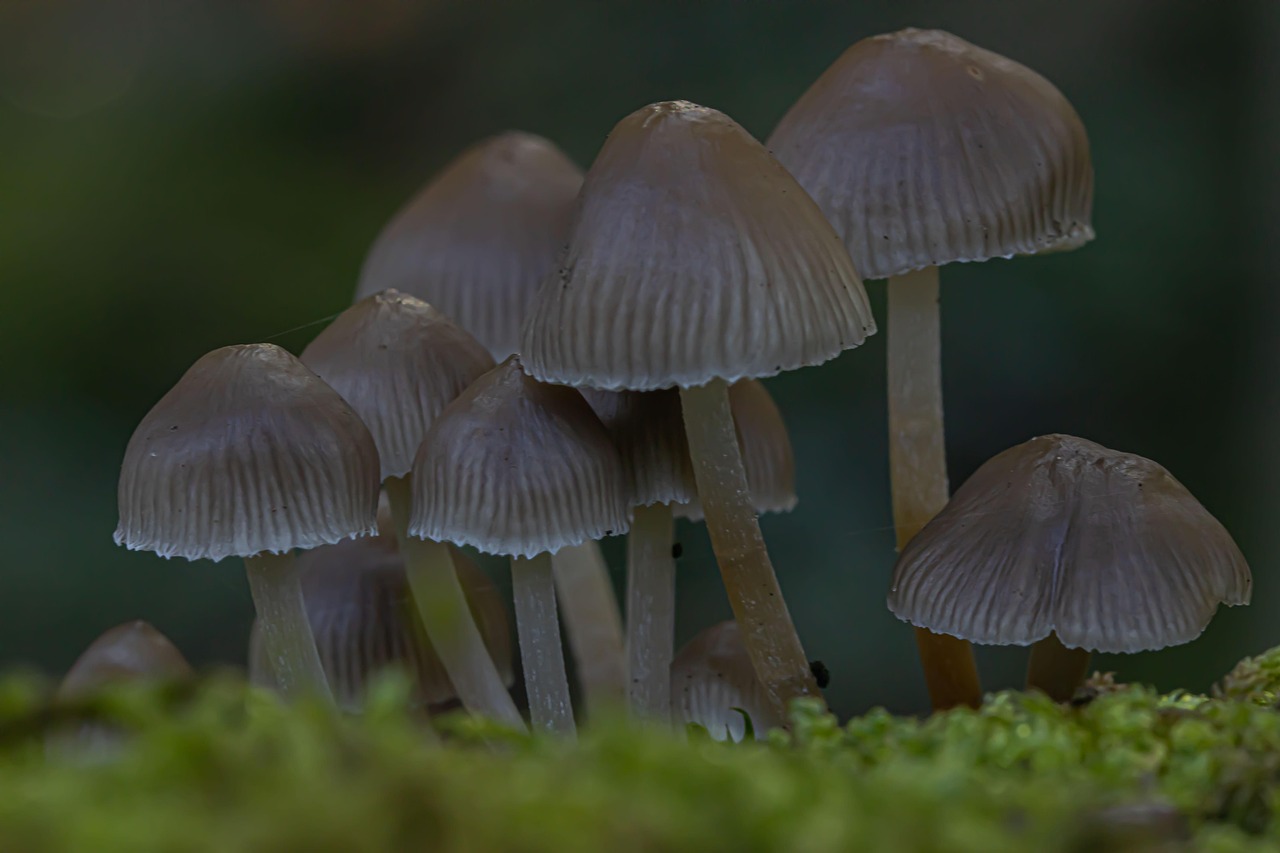 Mushrooms Autumn Nature - Free photo on Pixabay - Pixabay