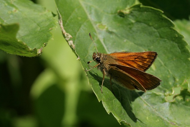 Skipper Butterfly Insect - Free photo on Pixabay - Pixabay