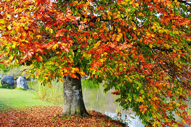Beech Leaves Fall - Free photo on Pixabay - Pixabay
