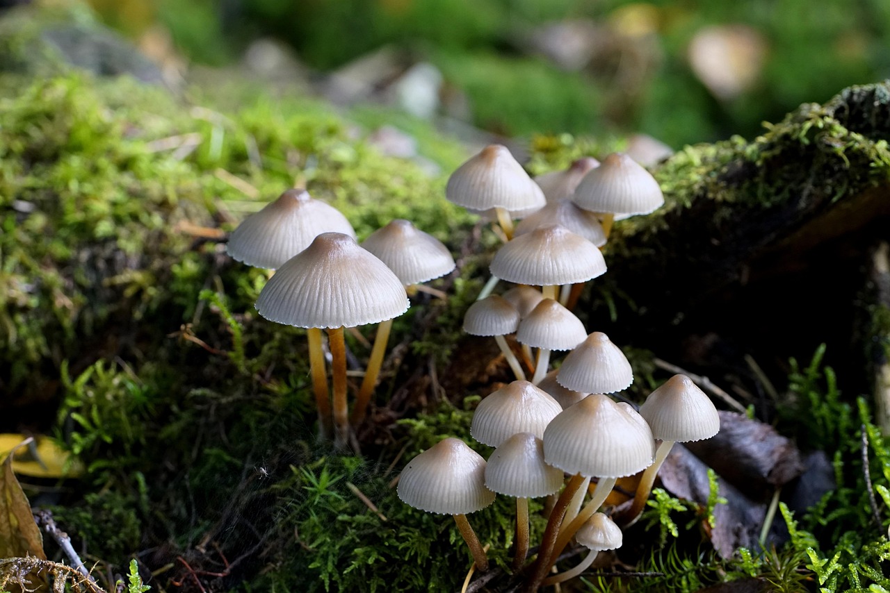 40+ Free Mycena & Mushroom Images - Pixabay