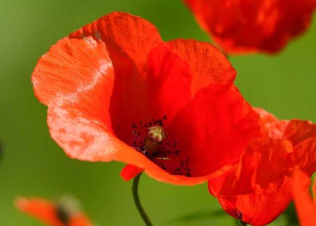 Coquelicot Fleur Flore La - Photo gratuite sur Pixabay - Pixabay