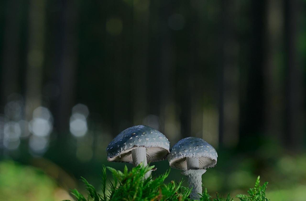 Paddestoelen Blauwe Deugniet - Gratis foto op Pixabay - Pixabay
