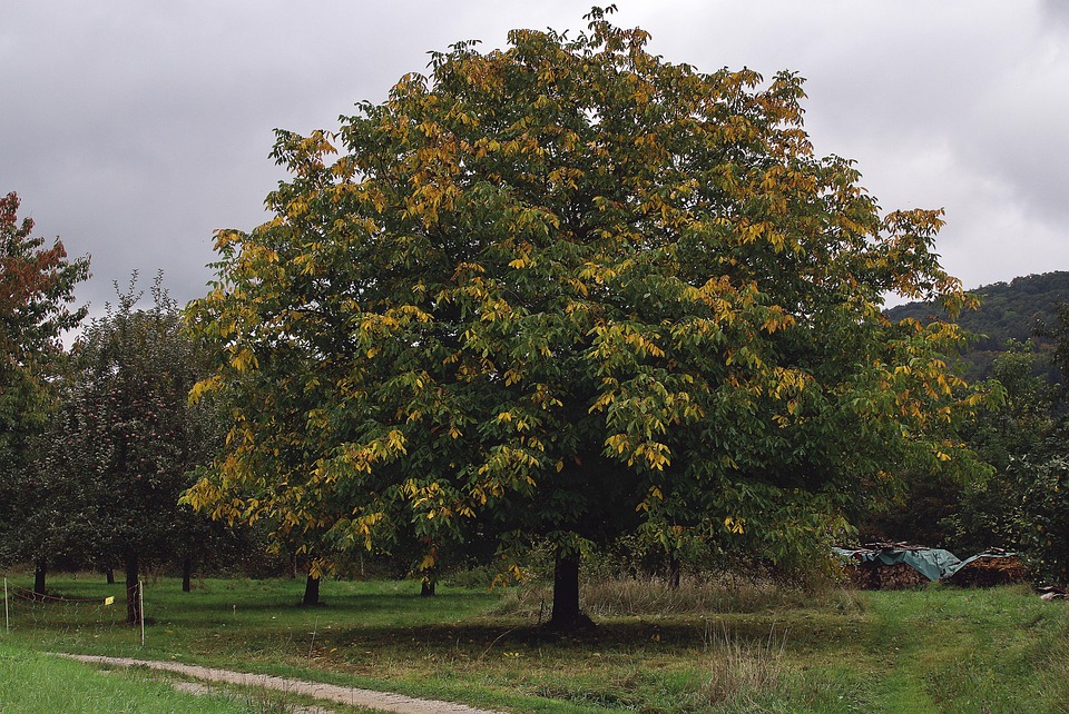 Vergers Arbre Paysage - Photo gratuite sur Pixabay