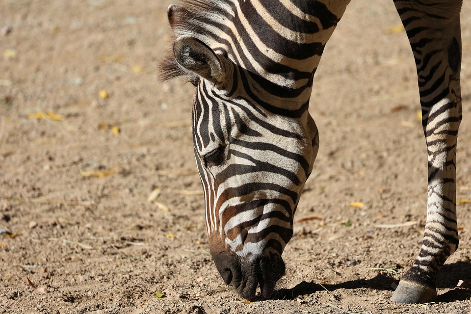 Zebra Animal Equine - Free photo on Pixabay