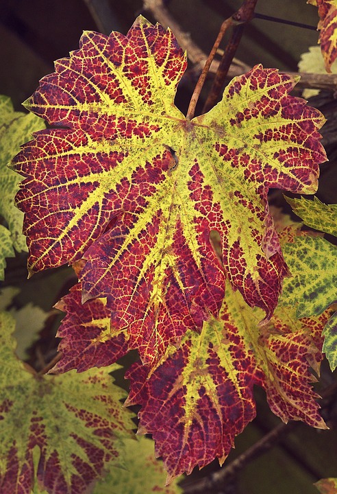 Leaf Grape Autumn Vine - Free photo on Pixabay