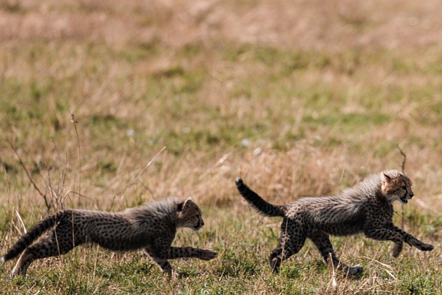 Cheetah Animal Safari - Free photo on Pixabay