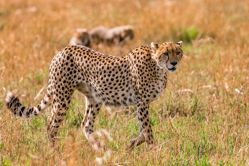 Cheetah Animal Safari - Free photo on Pixabay