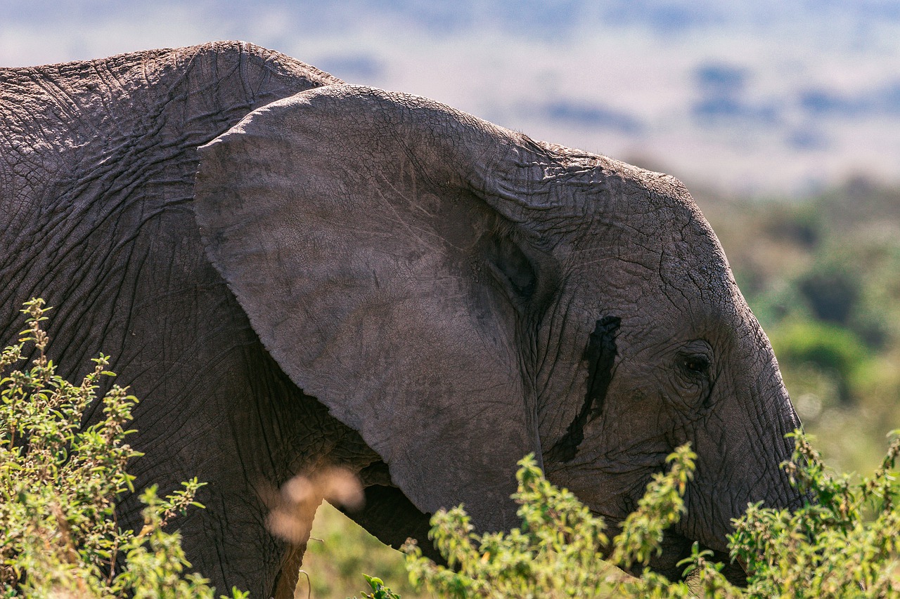 1,000+ Free Maasai & Kenya Images - Pixabay