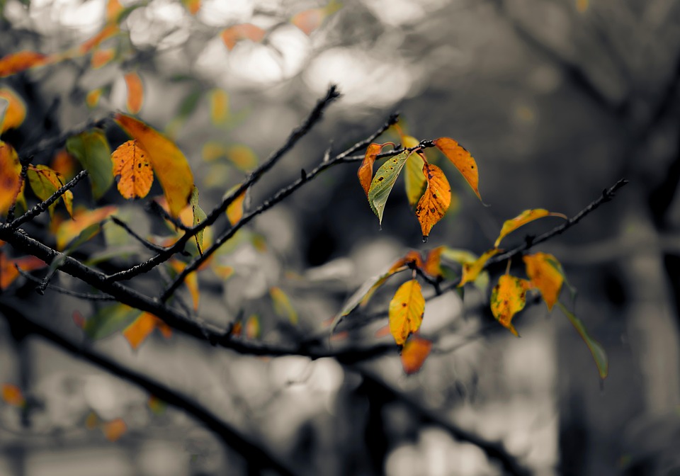 Leaves Branches Autumn - Free photo on Pixabay