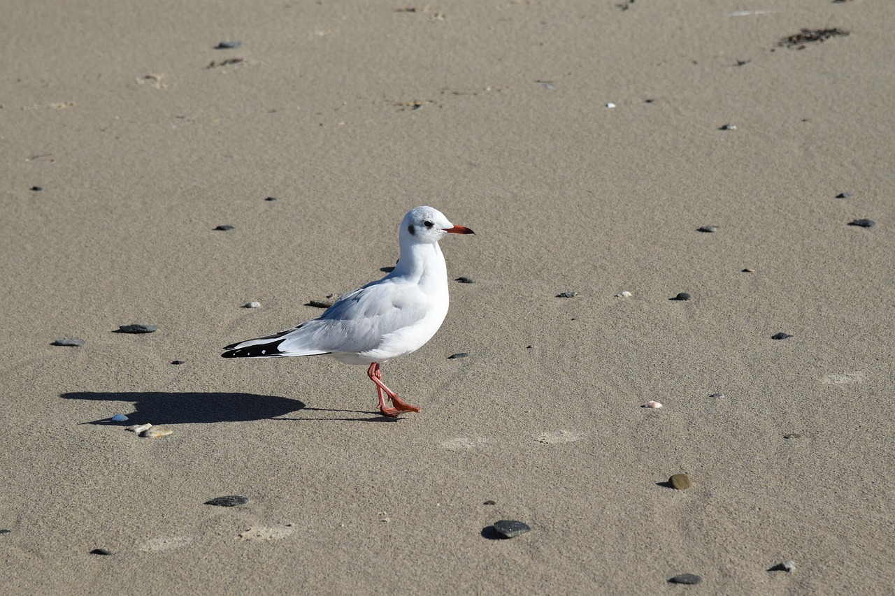 Seagull Sea Bird On The - Free photo on Pixabay - Pixabay