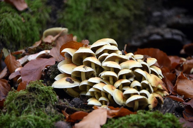 Champignons Automne Forêt - Photo gratuite sur Pixabay - Pixabay