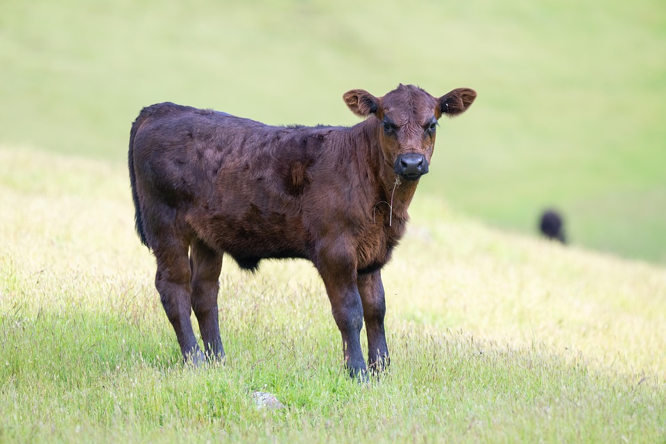 Veau Vache Animal - Photo gratuite sur Pixabay