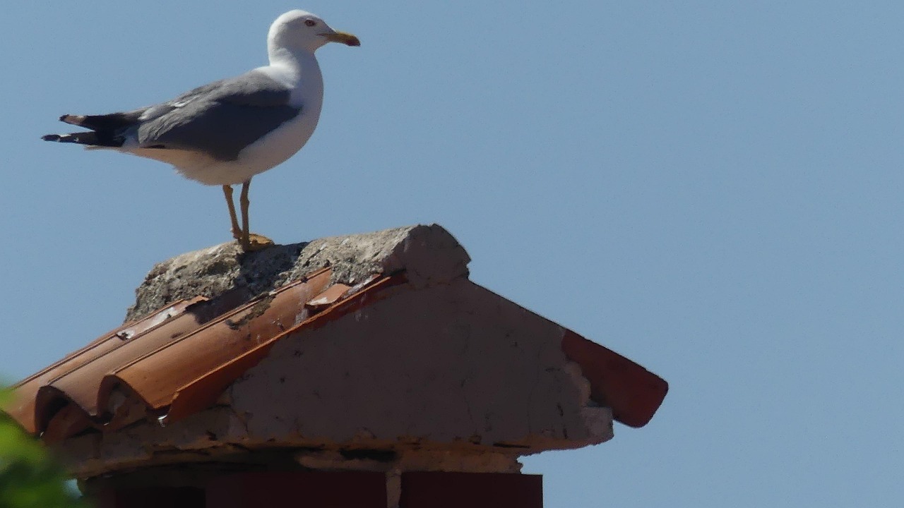 Seagull On Island Rab Croatia - Free photo on Pixabay - Pixabay