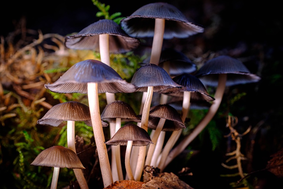 Mushrooms Fungi Nature - Free photo on Pixabay - Pixabay