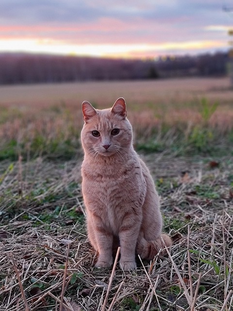 50,000+ Best Free Cat Pictures & Images [HD] - Pixabay