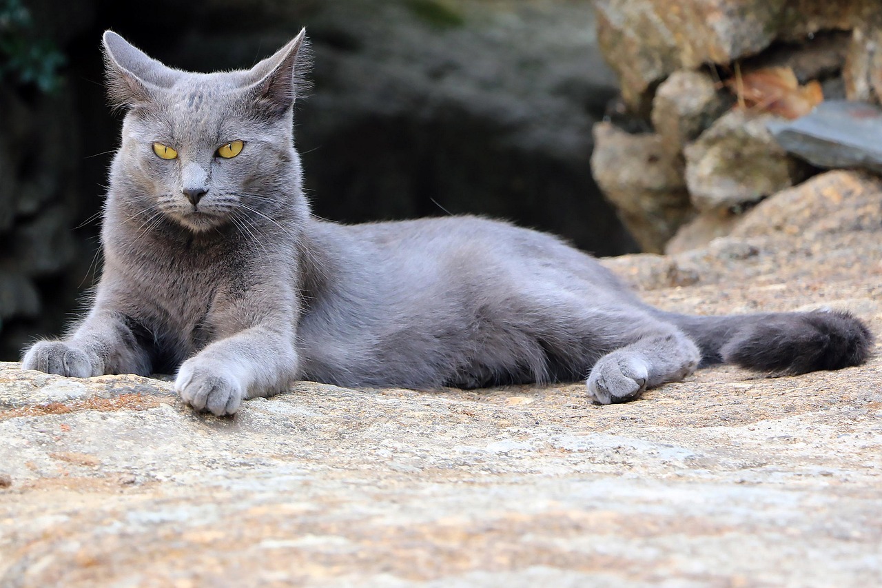 Kedi Evcil Hayvan Gri - Pixabay'de ücretsiz fotoğraf - Pixabay