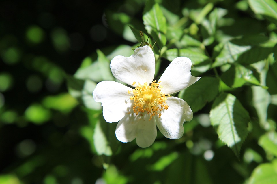 Rosier Des Champs Fleur - Photo gratuite sur Pixabay