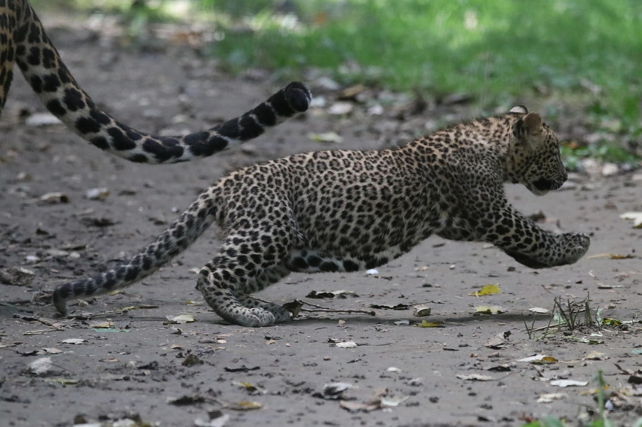 Animals Mammals Felines Sri Lanka - Free photo on Pixabay - Pixabay