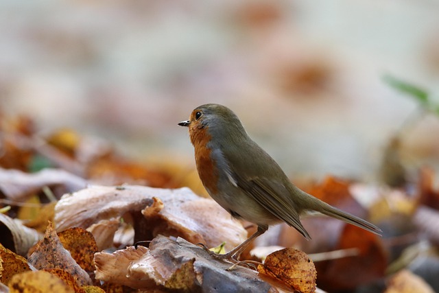 Animal Birds Robin - Free photo on Pixabay