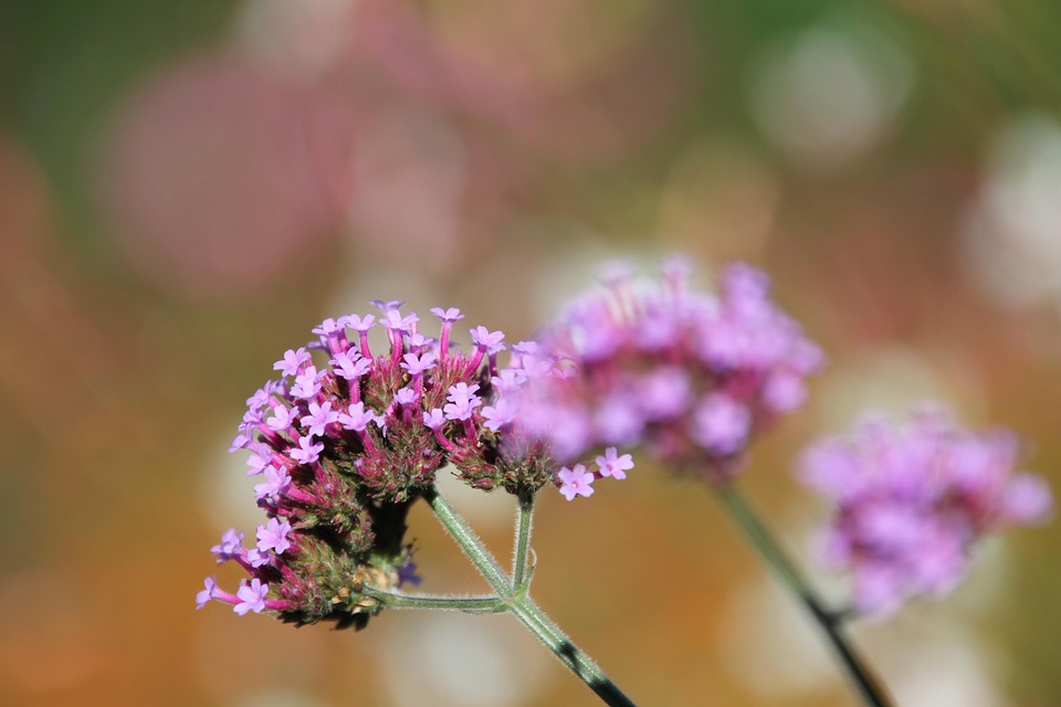 Verbena Flowers Pink - Free photo on Pixabay