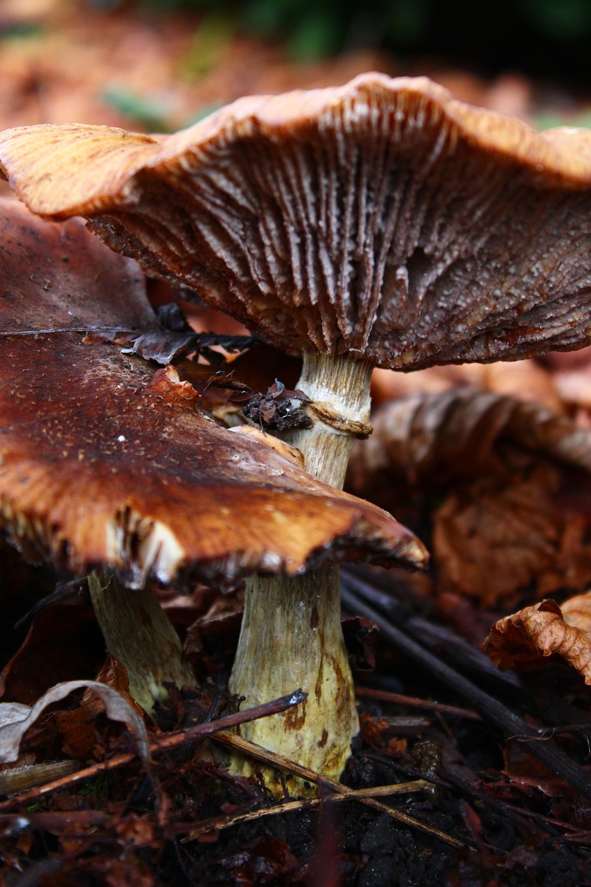 Cogumelos Floresta Natureza - Foto gratuita no Pixabay - Pixabay