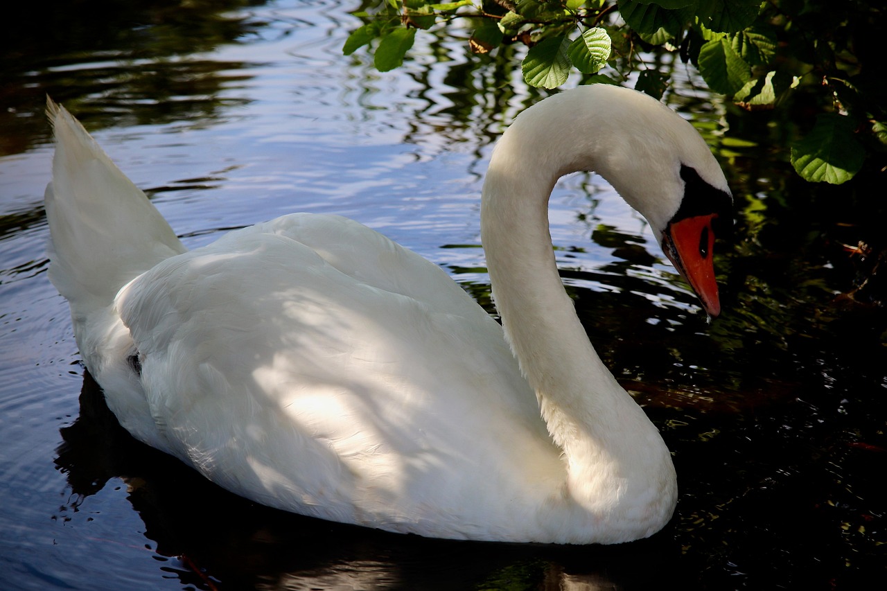 800+ Free Mute Swan & Swan Photos - Pixabay