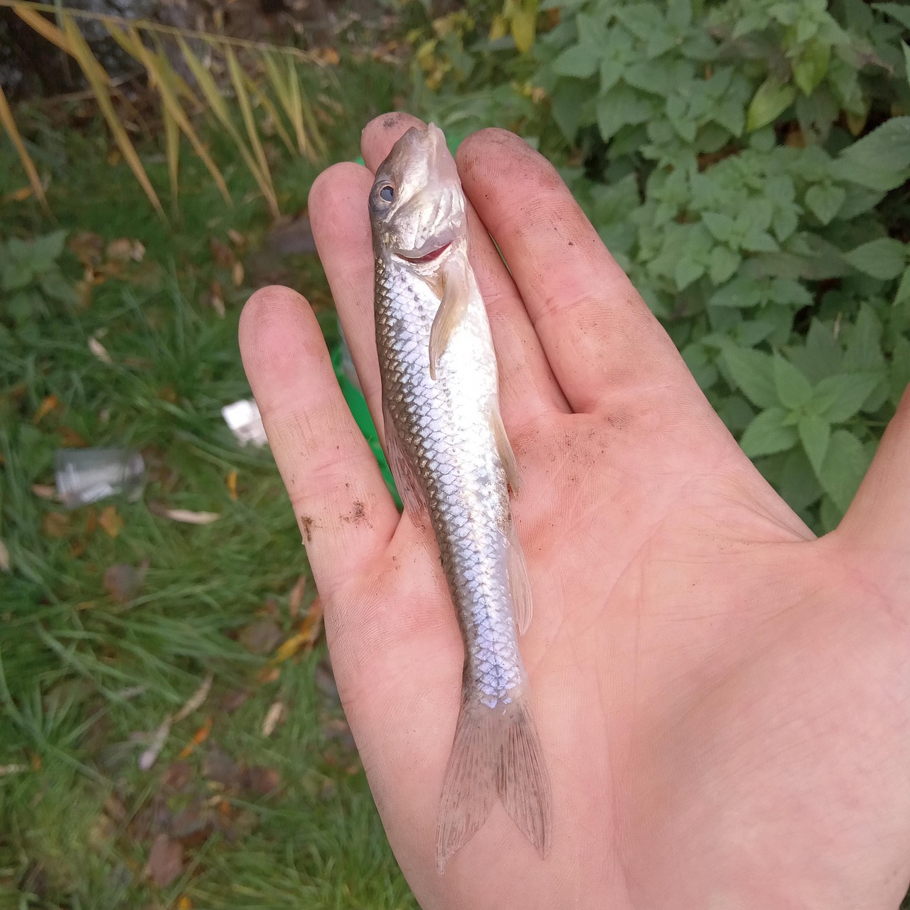 Kiełb Kalastaa Käsi - Ilmainen valokuva Pixabayssa - Pixabay