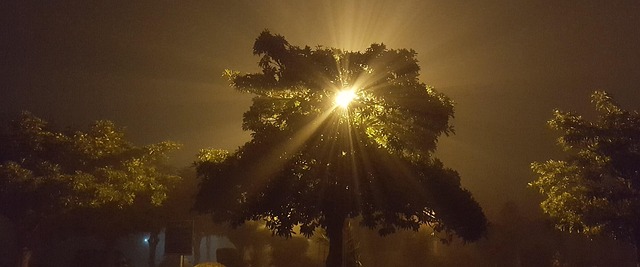 Street Light Tree - Free photo on Pixabay - Pixabay