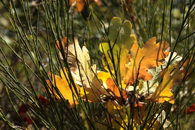 Daun Oak Warna Musim Gugur - Foto gratis di Pixabay - Pixabay