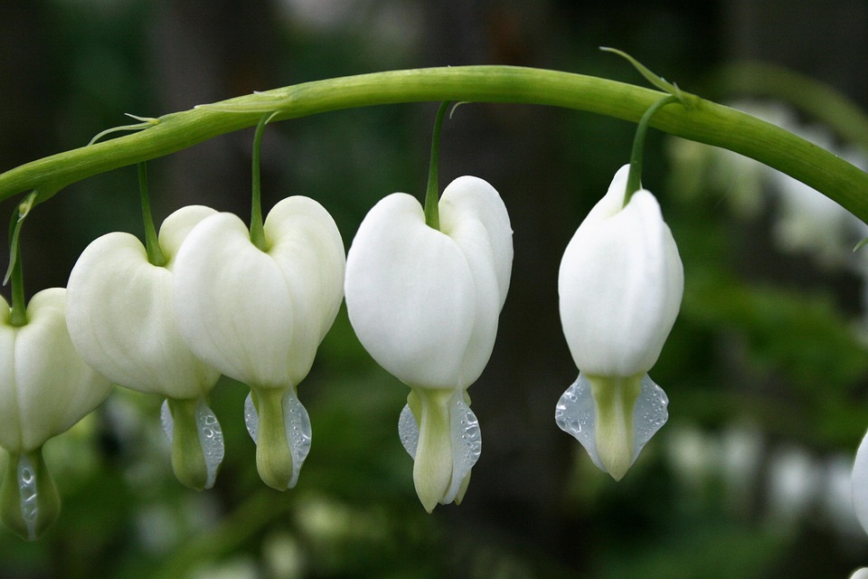 Flores Naturaleza Bloom - Foto gratis en Pixabay