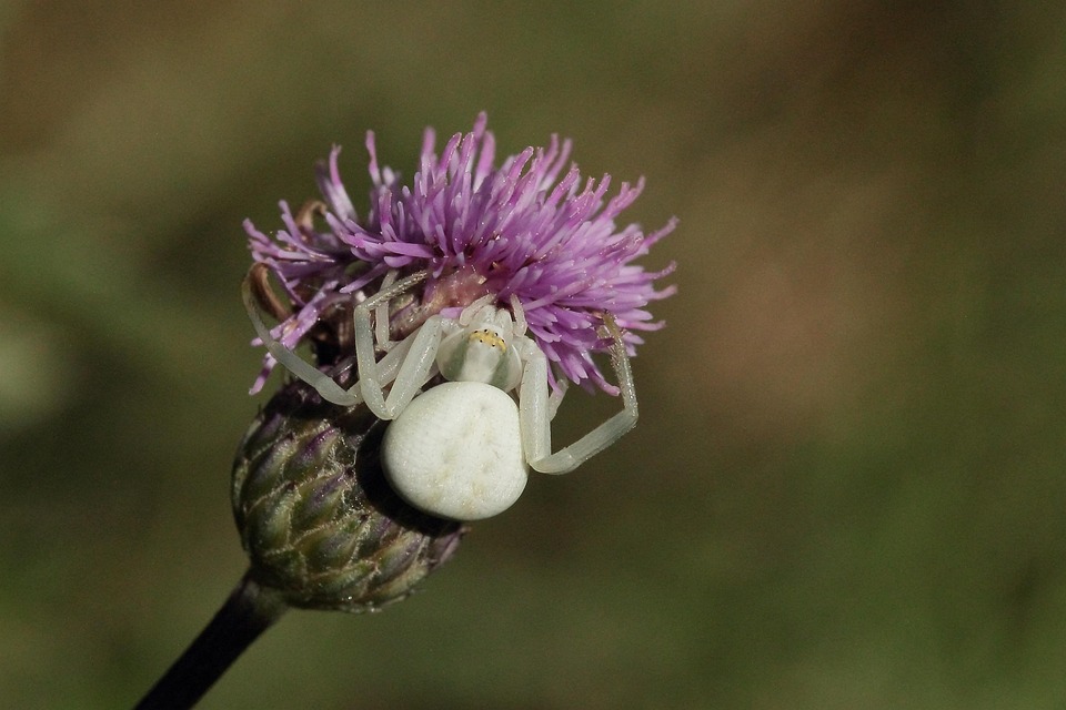 Crab Spider Lauer Position - Free photo on Pixabay