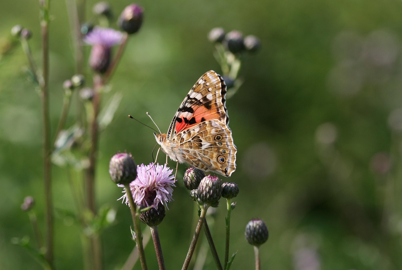 Vanessa Cardui Papillon Insecte - Photo gratuite sur Pixabay - Pixabay