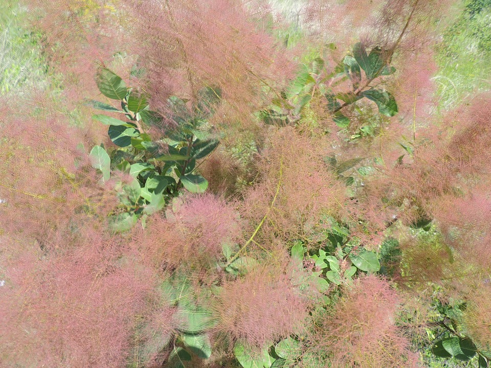 Sumac Rose Fleur - Photo gratuite sur Pixabay - Pixabay
